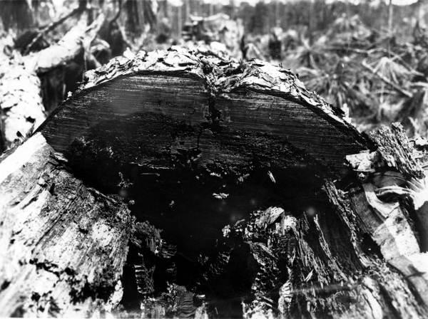 Florida Memory • Red heart of longleaf virgin pine tree.
