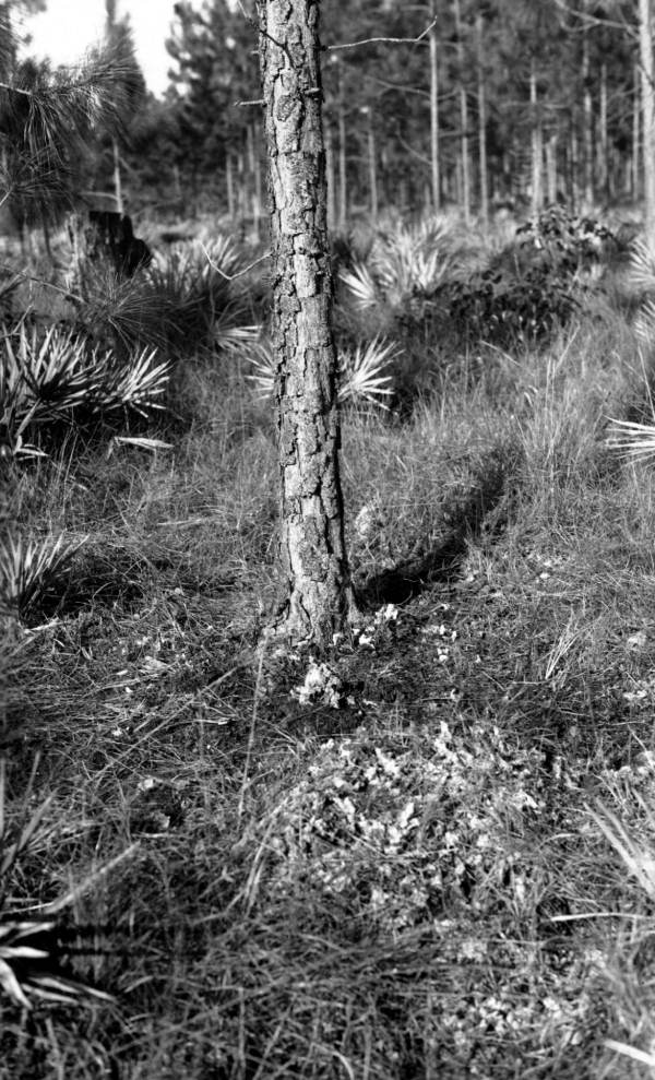 Florida Memory • Native "Dade County" pine showing coral rock soil ...
