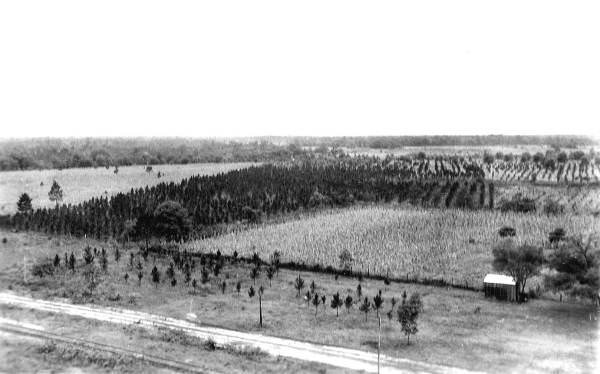 Florida Memory • View of Cook plantation from tower.