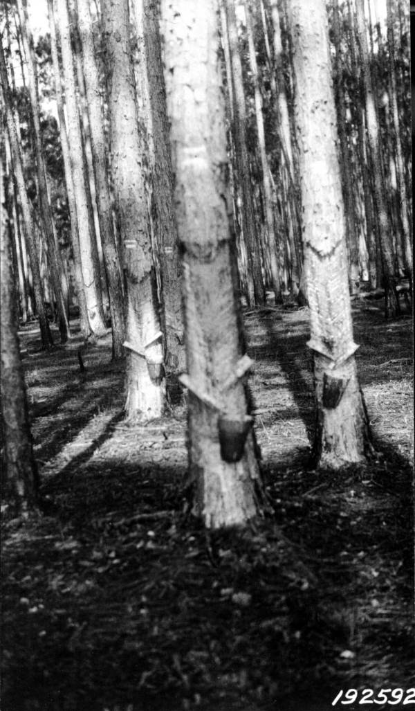 Florida Memory • Collecting gum from pine trees for turpentine.