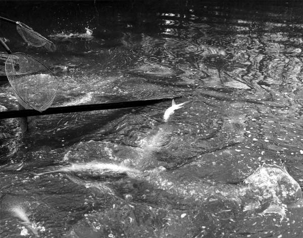Florida Memory • Fish shocker in action