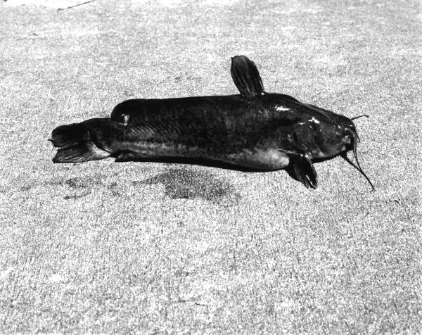 Florida Memory • View of a Bullhead Catfish