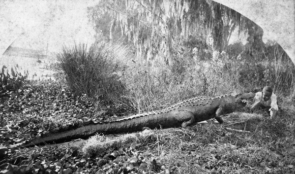 Florida Memory • Alligator killed September 5, 1892 - length 11 feet 8 ...