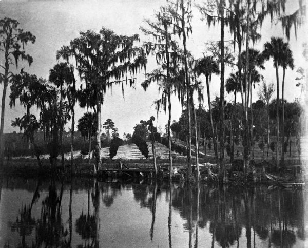 Florida Memory • Orange grove on the Ocklawaha River - Florida