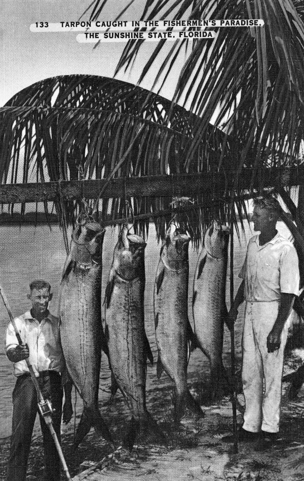 Florida Memory • Tarpon caught in the fisherman's paradise - the ...