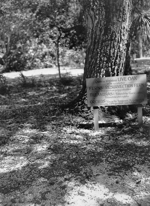 Florida Memory • Matheson Hammock plant marker.