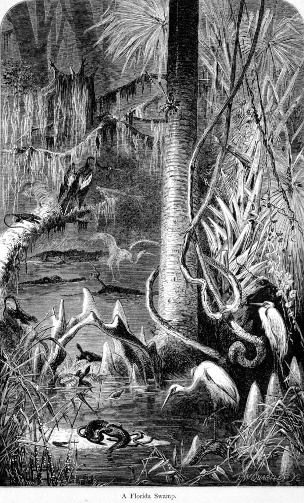 Florida Memory • Lithograph of a Florida swamp