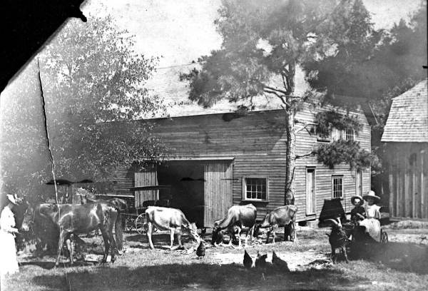 Florida Memory • Luella? feeding the horse, cows and chickens.