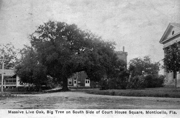 Florida Memory • Massive live oak tree on the south side of court house ...