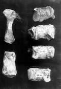 Florida Memory • Various foot bones from the Mixson Plantation