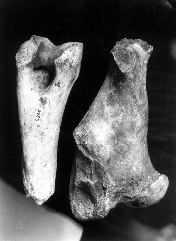 Florida Memory • Leg bones from the Mixon Plantation