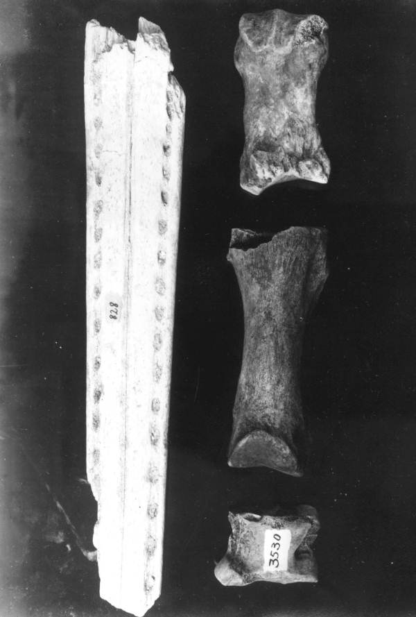 Florida Memory • Various foot bones from Mixson Plantation and cetacean ...