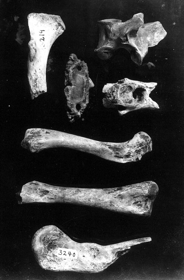 Florida Memory • Crocodilian and other bones from Mixson Plantation