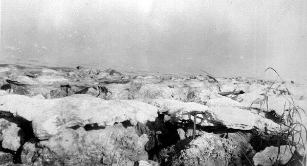Florida Memory • Limestone outcrop - one mile south of bathhouse on ...