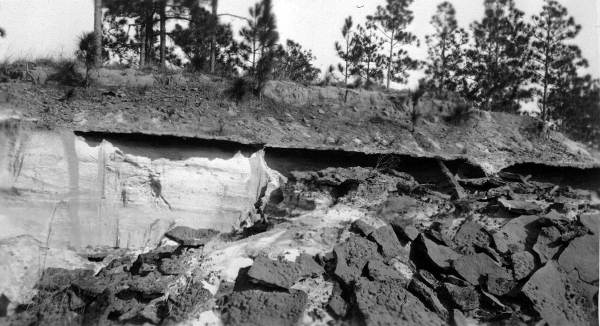 Florida Memory • Limonitic sandstone and light colored sand beneath ...