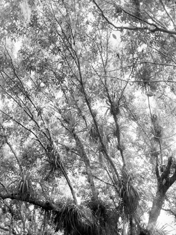 Florida Memory • Oak covered with air plants in Matheson Hammock