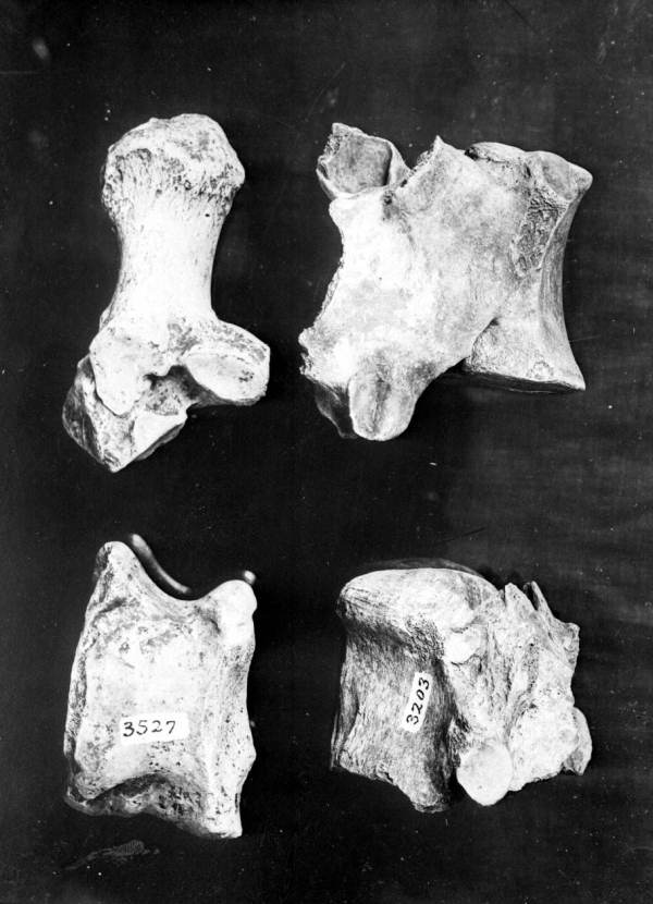 Florida Memory • Various foot bones from the Mixson Plantation