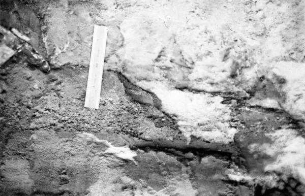 Florida Memory • Lower Hawthorn Formation on the Alum Bluff ...