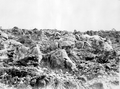 Florida Memory • Pinnacles uncovered at Crystal River Rock Company
