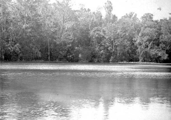 Florida Memory • Wakulla Springs from the head of the spring looking east