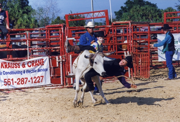 Florida Memory • Bull riding at the Indiantown Rodeo.