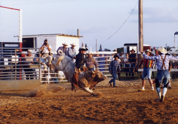 Florida Memory • Bull riding during rodeo at the Junior Cypress Arena ...