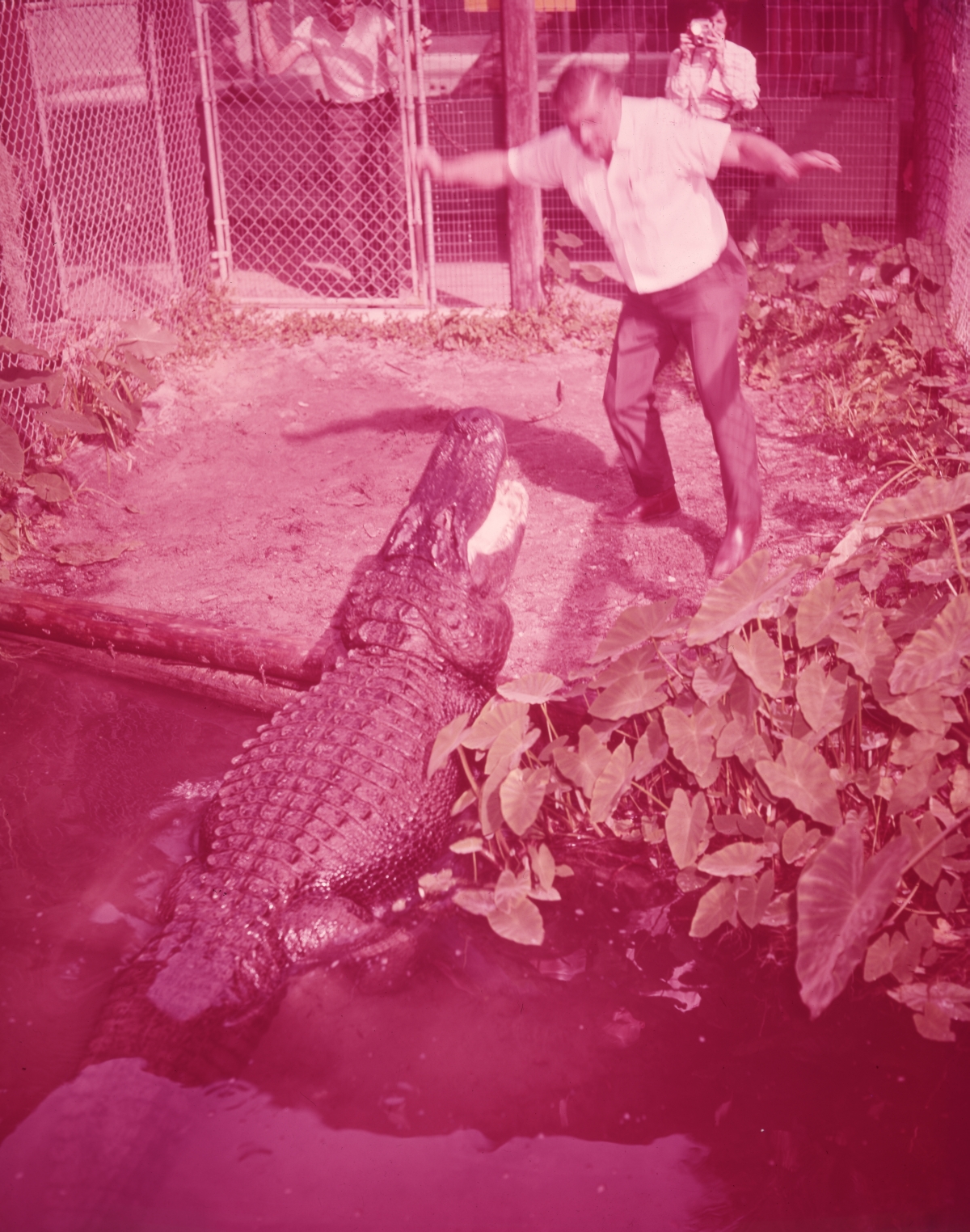 Florida Memory • Ross Allen with "Big George" at his Reptile Institute ...