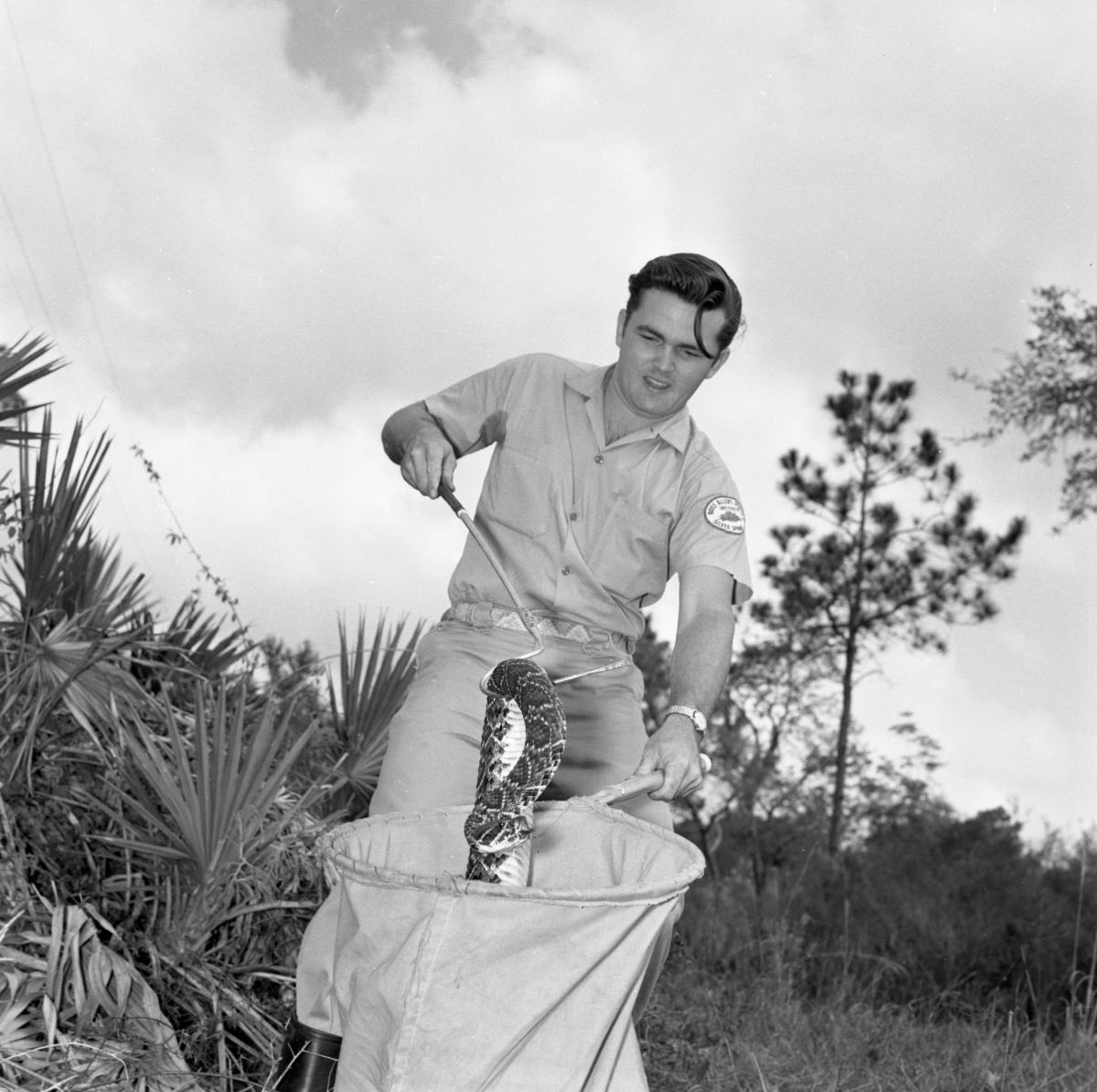 Florida Memory • Ross Allen's Reptile Institute employee with ...