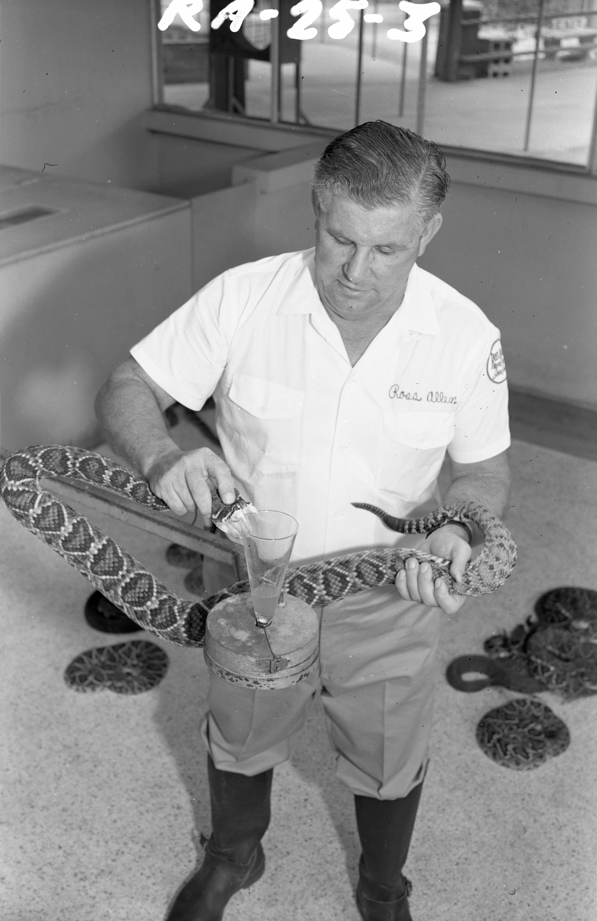 Florida Memory • Ross Allen "milking" snake to extract venom at his ...
