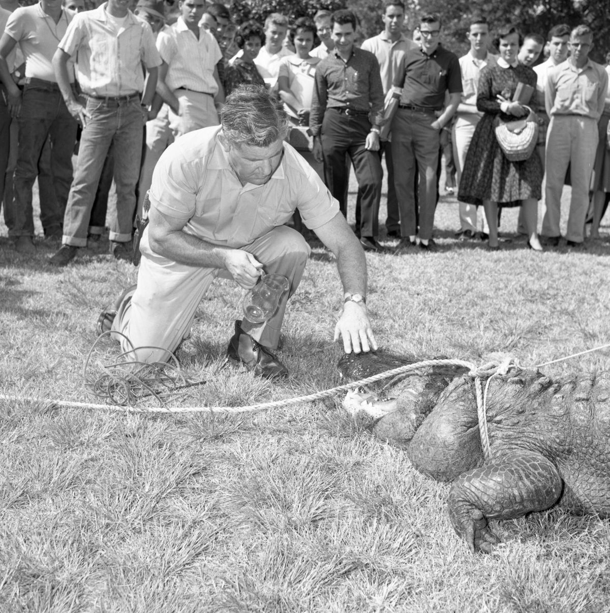 Florida Memory • Ross Allen giving a gator demonstration at his Reptile ...