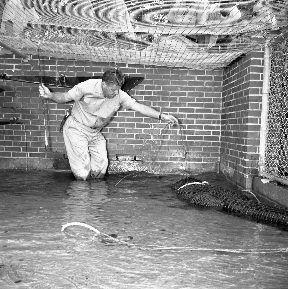 Florida Memory • Ross Allen in knee deep water with gator during a ...
