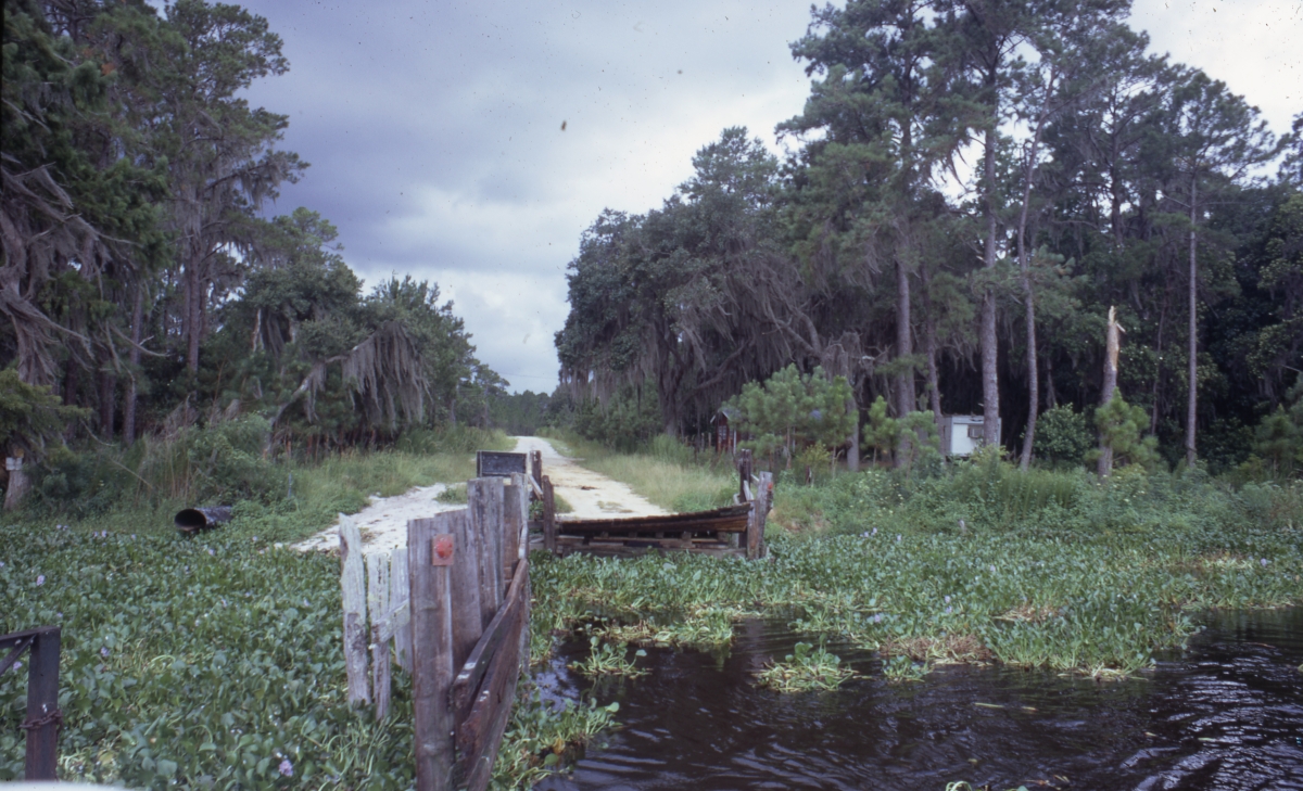 Florida Memory • Photographs of the Palmettos at Fort Gates.