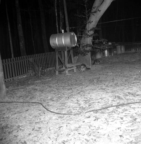 Florida Memory • Raccoon at Fort Gadsden State Historic Site - Sumatra ...