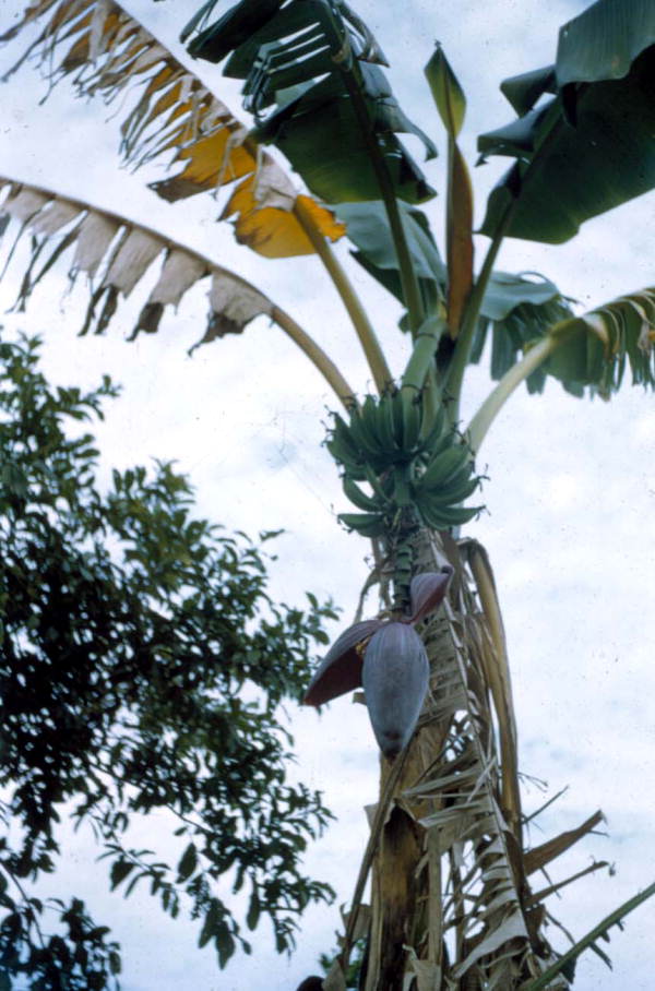 Florida Memory • Plantain tree at the Big Cypress Seminole Indian ...