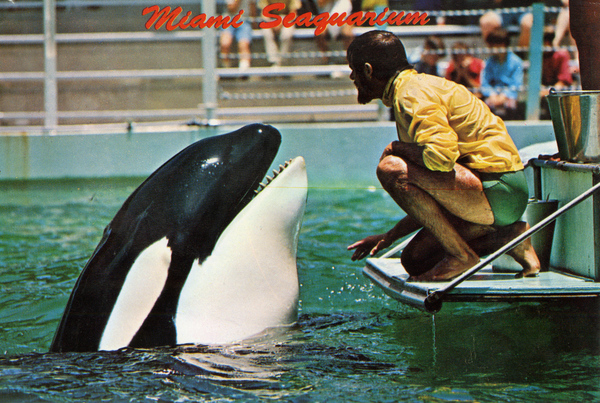Florida Memory • Performing Killer Whale at the Miami Seaquarium.