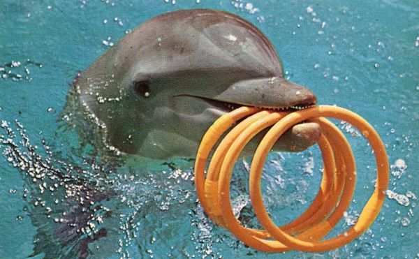 Florida Memory • Close-up view of dolphin with rings at Ocean World in ...