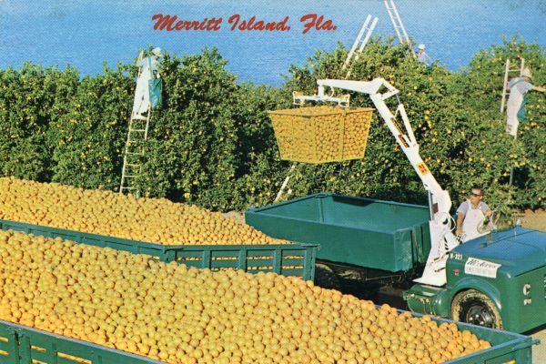 Florida Memory • Loader collecting oranges during harvest on Merritt ...