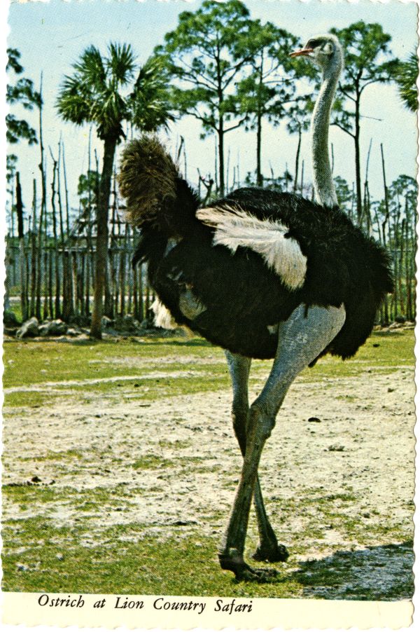 Florida Memory • Ostrich at Lion Country Safari.