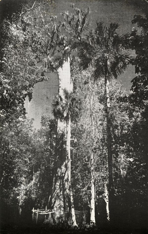 Florida Memory • Florida's Big Tree.