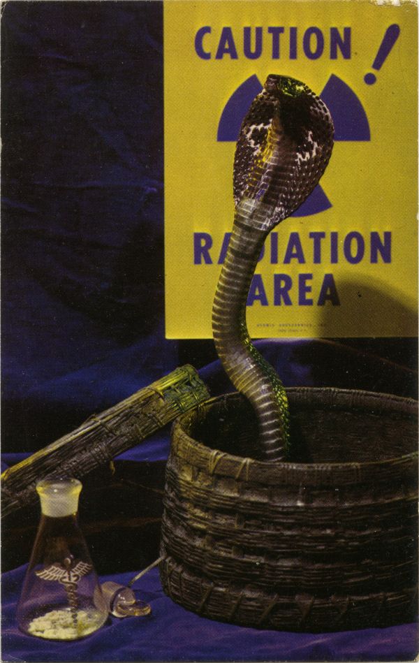 Florida Memory • Asian cobra at the Miami Serpentarium.