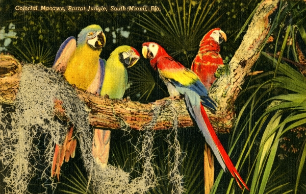 Florida Memory • Colorful macaws, Parrot Jungle, South Miami, Fla.