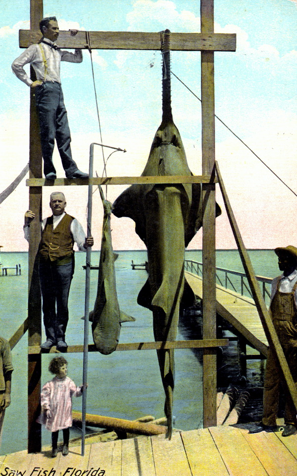 Florida Memory • Saw fish - Florida.