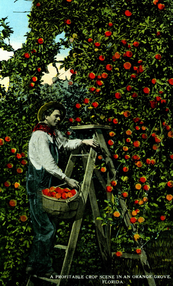 Florida Memory • A profitable crop scene in an orange grove - Florida