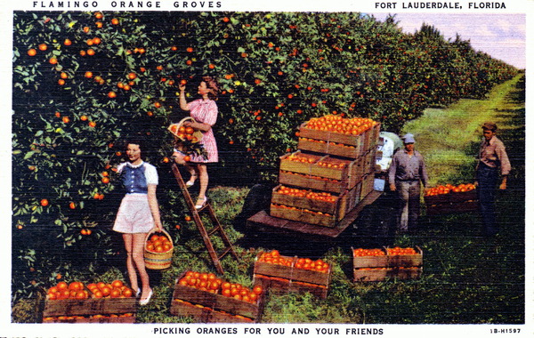 Florida Memory • Florida orange grove