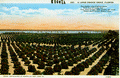 Florida Memory • A large orange grove - Florida