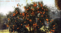 Florida Memory • Orange tree - Florida