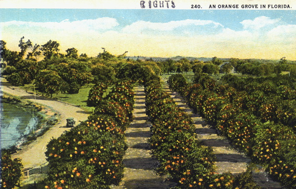 Florida Memory • An Orange grove in Florida