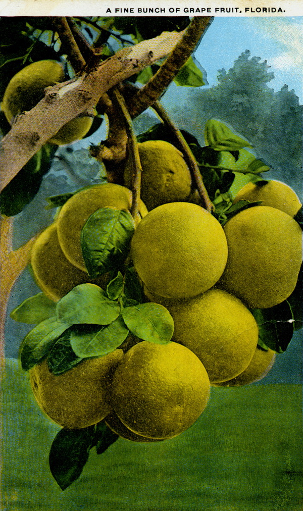 Florida Memory • A Fine bunch of grapefruit - Florida