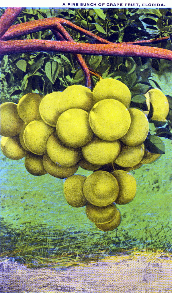Florida Memory • A Fine bunch of grapefruit - Florida