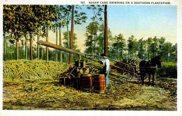 Florida Memory - Sugar cane grinding on a southern plantation